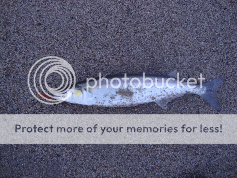 Dedicated in memory of Dana Rea......FAMILY,FUN and FISHING!