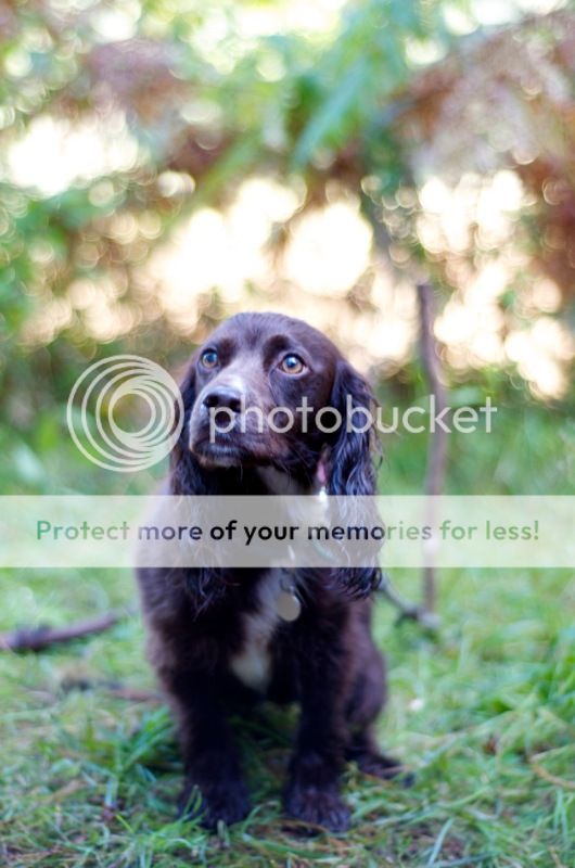 Cocker Spaniel (working line) - Page 1 - All Creatures Great & Small ...