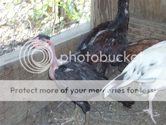 What is a ga noi? | Page 3 | BackYard Chickens - Learn How to Raise ...