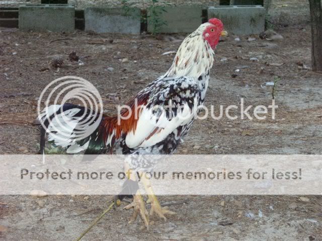 Oriental Gamefowl Thread! | Page 8 | BackYard Chickens - Learn How to ...