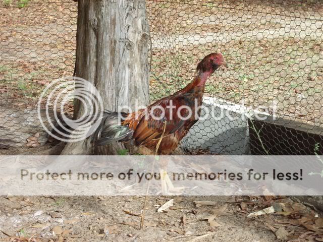 What is a ga noi? | Page 3 | BackYard Chickens - Learn How to Raise ...