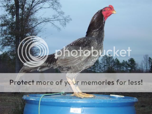 Blue chickens thread | Page 4 | BackYard Chickens - Learn How to Raise ...