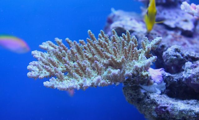 A Reef in the Sky - Page 17 - Reef Central Online Community