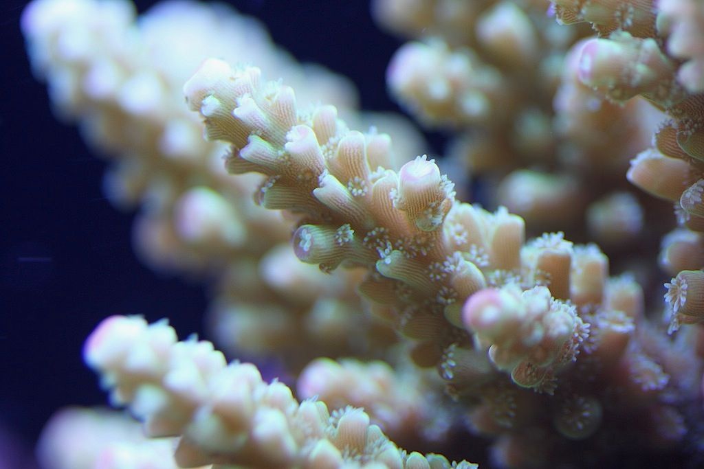 A Reef in the Sky - Page 17 - Reef Central Online Community