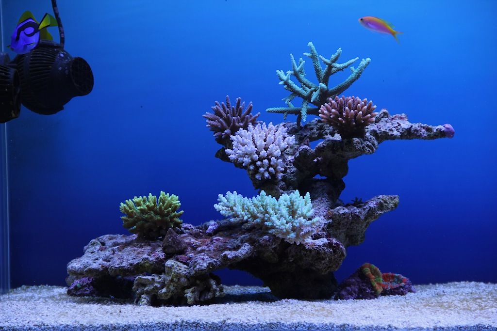 A Reef in the Sky - Page 17 - Reef Central Online Community