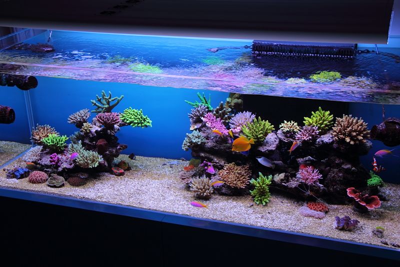 A Reef in the Sky - Page 28 - Reef Central Online Community