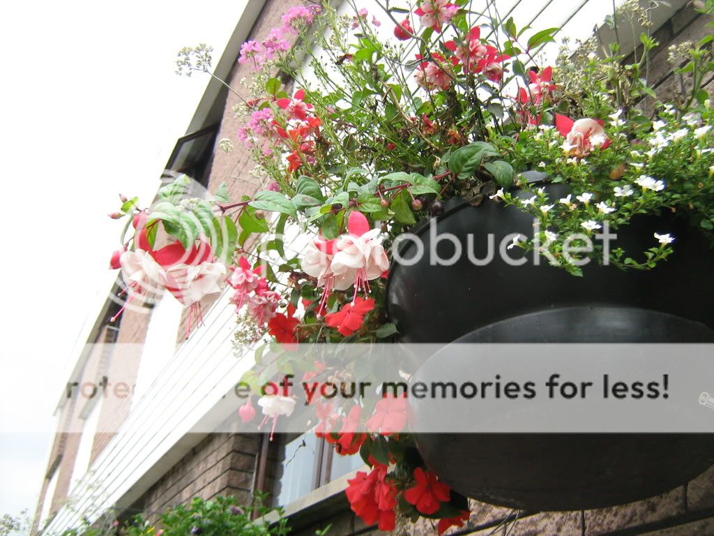 Fuchsia sau Cercelus - Plante