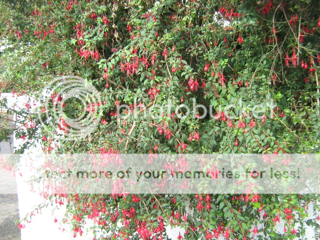 Fuchsia sau Cercelus - Plante